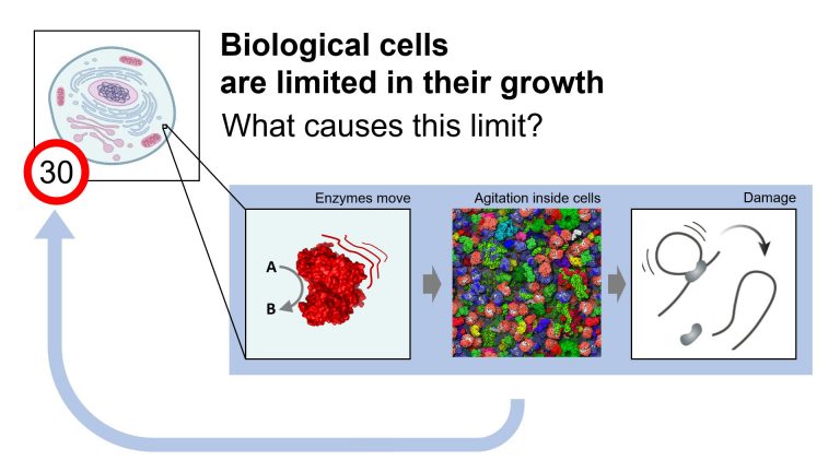 Inside a cell, enzymes cannot go faster - Origins Center